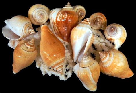 Exquisite Canarium Shells