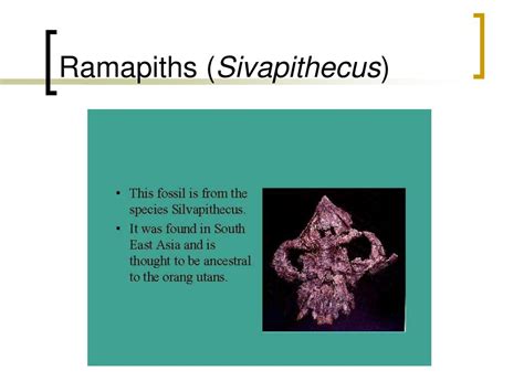 Ppt Origins Of Humanity Powerpoint Presentation Free Download Id3415097