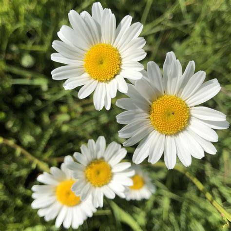 Oxeye Daisy Plants And Seed British Wildflowers Shop Habitat Aid