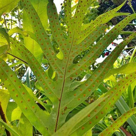 Plant Faqs Conocarpus Erectus Buttonwood