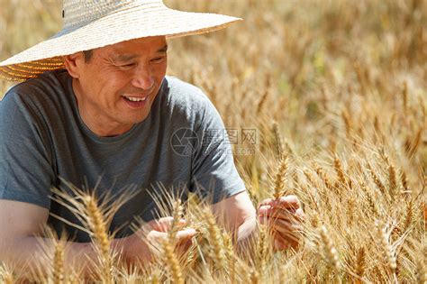 麦田里观察稻谷的农民高清图片下载 正版图片507688196 摄图网
