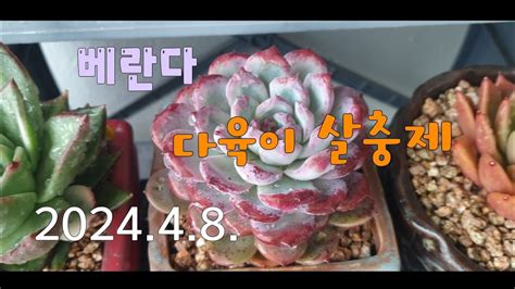 노인다육베란다걸이대다육이살충제 뿌려주기~~202448 Youtube