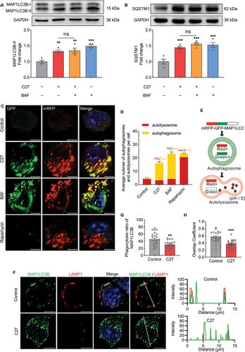 Full Article Cklf Induces Microglial Activation Via Triggering