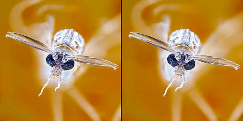 Skeeter Stereo 4x Objective Macro Rmicroscopy