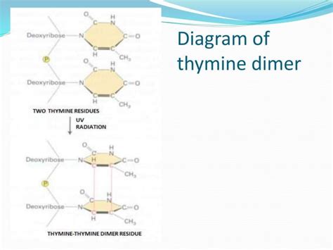 Dna Repair Of Thymine Dimer Pptx