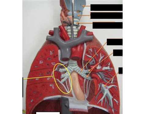 Respiratory Thorax Plaque 2 Quiz Respiratory Thorax Plaque 2 Quiz