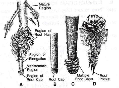 Botanica Morphology Of Root