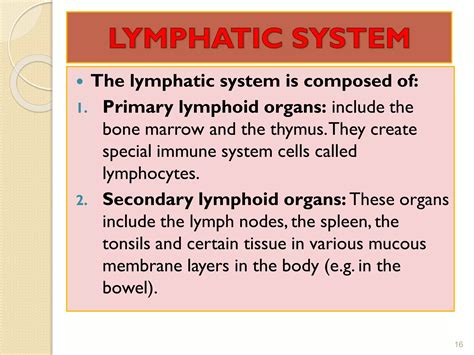 Reticuloendothelial System Pdf Biological Sciences Science
