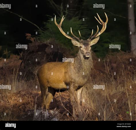 Male Red Deer Stag Cervus Elaphus With Large Antlers Standing In A