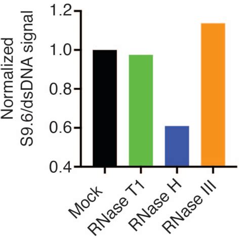 R Loop Analysis By Dot Blot