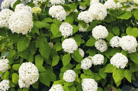 When To Cut Back Hydrangeas For The Best Blooms Every Year