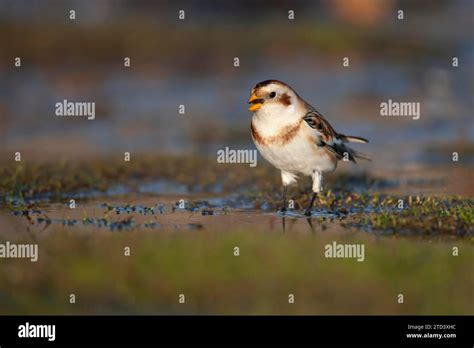 Snow Bunting Plectrophenax Nivalis Adult Bird Drinking From A Shallow
