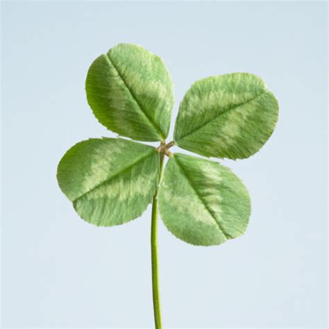 Lucky Plants — 1000bulbs Blog