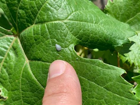 How Insect Sex Pheromones Are Saving Argentinas Wine Industry Modern