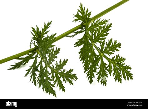 Leaf And Stem Of The Pyrethrum Flower Isolated On White Background
