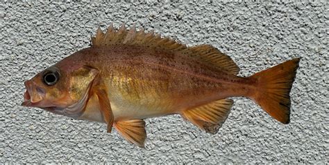 Speckled Rockfish Mexican