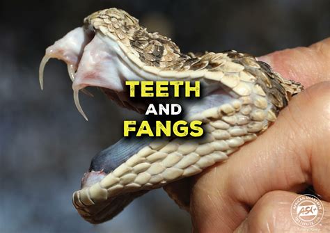 Snake Fangs