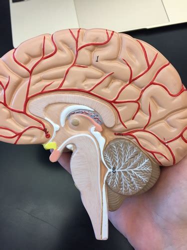 Altay Brain Model Flashcards Quizlet