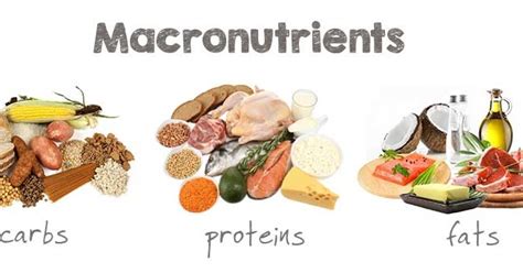 Importance Of Proper Nutrition Digestion Process Of Macro Nutrients