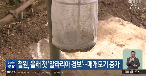 철원 올해 첫 ‘말라리아 경보…매개모기 증가