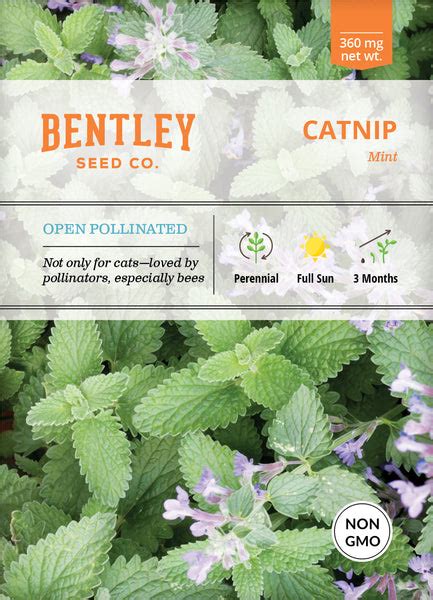 Catnip Seed By The Packet Or Bulk Bentley Seeds