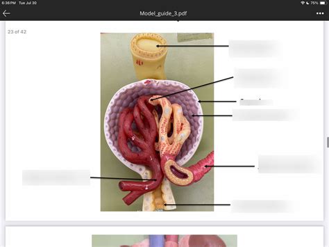 Glomerulus Inner Workings Diagram Quizlet