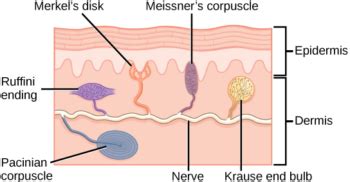 Somatosensation Biology For Majors Ii