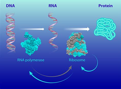 Cell Growth And Reproduction