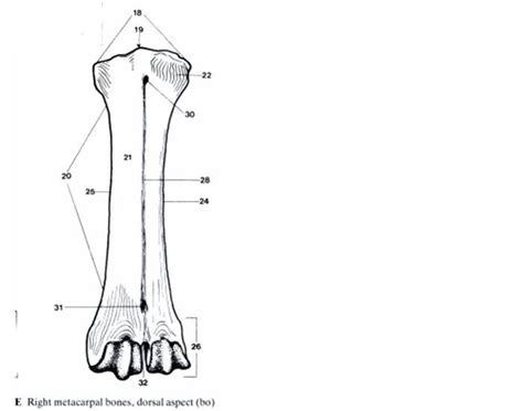 Right Metacarpal Bones Dorsal Asp Bo Quiz