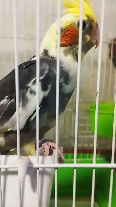 всем привет с вами я и у нас пополнение в семье зная историю о попугайчике я рассадила в разные