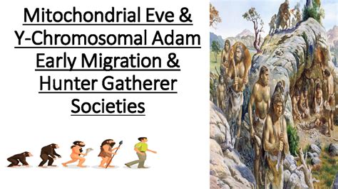 Mitochondrial Eve And Y Chromosomal Adam Human Evolution Overview Studocu