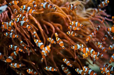 광대 말미잘 Amphiprion Ocellaris 일반적인 흰 동가리 물고기 떼 식민지 사이 말미잘 촉수 광대 말미잘 Amphiprion Ocellaris 사진 배경 및
