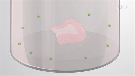 Video Preparing Free Floating Slice Cultures From An Adult Human Brain Concept