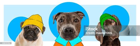 스타일리시한 모자와 스웨터를 입은 세 마리의 개 장난기 넘치는 푸른 배경에 각각 독특한 표정을 짓고 있습니다 멀티 펫 패션 현대 미술 콜라주 0명에 대한 스톡 사진 및 기타
