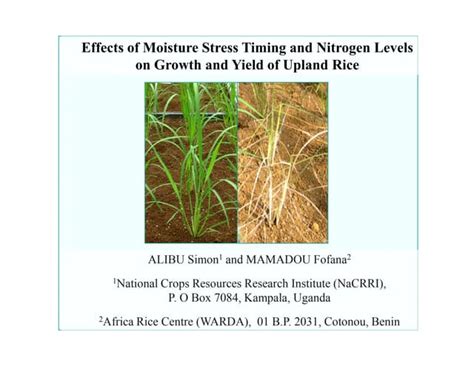 Effect Of Moisture Stress Timing And Nitrogen On Growth And Yield Of