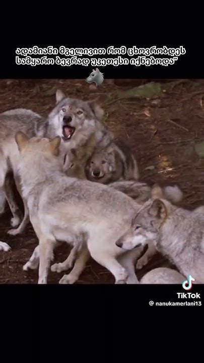 მგლების სოციუმი Youtube