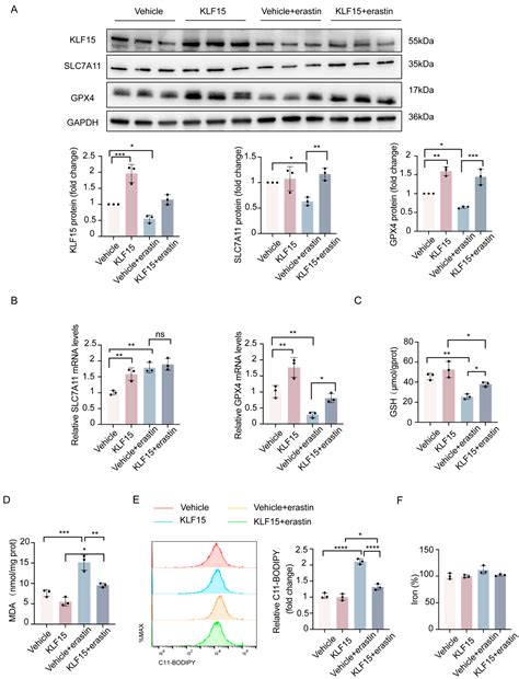 Krüppel Like Factor 15 Suppresses Ferroptosis By Activating An Nrf2