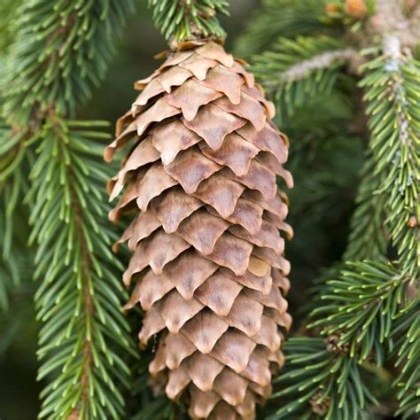 Seeds Of Norway Spruce Picea Abies The Original Garden