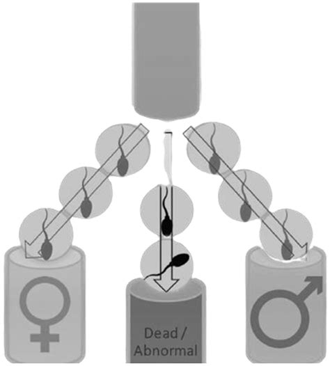 Frontiers A Systematic Review On The Prospects Of X And Y Sexed Semen In Ruminant Livestock