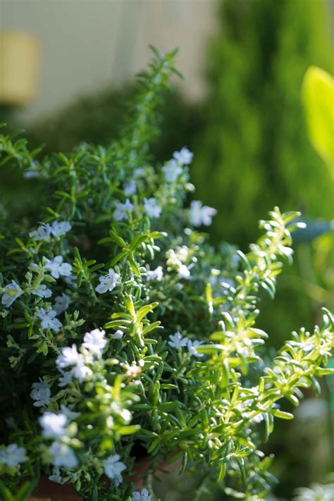 로즈마리 키우는법 물주기 겨울 월동 온도 가지치기 외목대 키우기 네이버 블로그