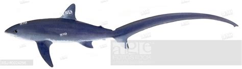 Thresher Shark Drawing At PaintingValley Com Explore Collection Of Thresher Shark Drawing