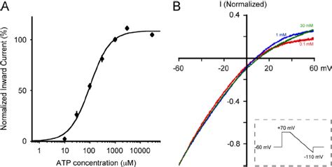 Currents Induced By Different Concentrations Of Atp Appear To Be Download Scientific Diagram