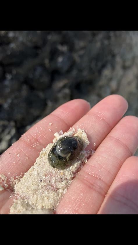 Id Request It Looks Like A Snail With A Comically Small Shell R Marinebiology