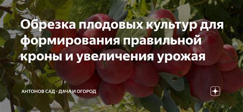 Обрезка плодовых культур для формирования правильной кроны и увеличения урожая Антонов сад