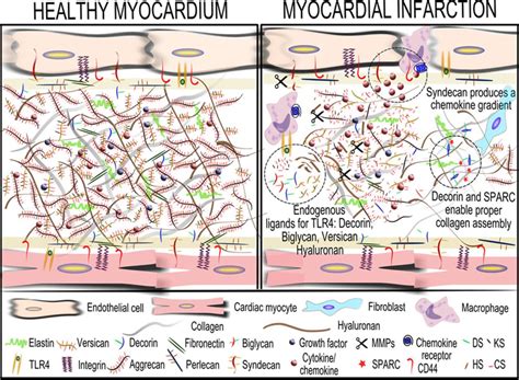 Extracellular Matrix Components