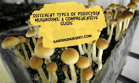Different Types Of Psilocybin Mushrooms A Comprehensive Guide