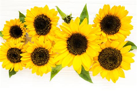 흰색 배경에 노란색 해바라기와 아름다운 꽃 무늬 플랫 레이 상단 보기 꽃의 프레임 꽃 질감 0명에 대한 스톡 사진 및 기타 이미지 Istock