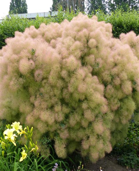 Cotinus Coggygria Young Lady