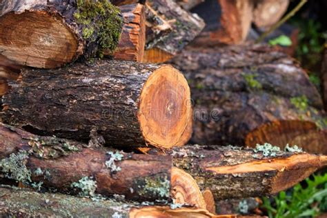 The Trunk Of An Old Apple Tree Sawn Into Logs As A Natural Background Stock Image Image Of