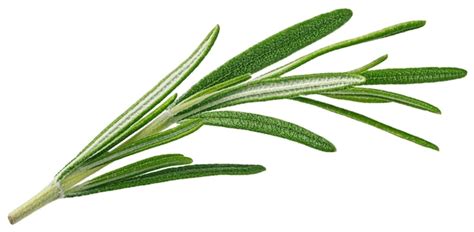 Premium Photo Rosemary Twig Isolated On White Background With Clipping Path